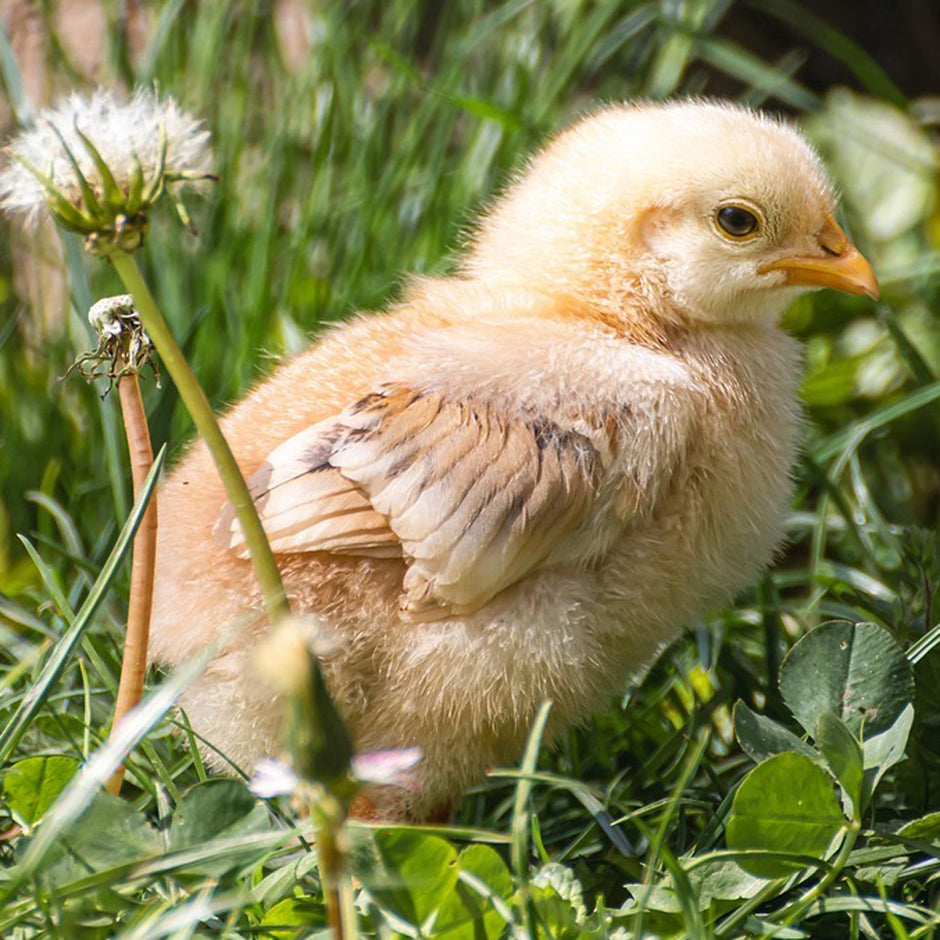 Chick Starter Mash – Magnolia Bird Farm