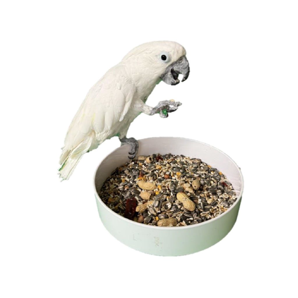 Parrot Mix – Magnolia Bird Farm